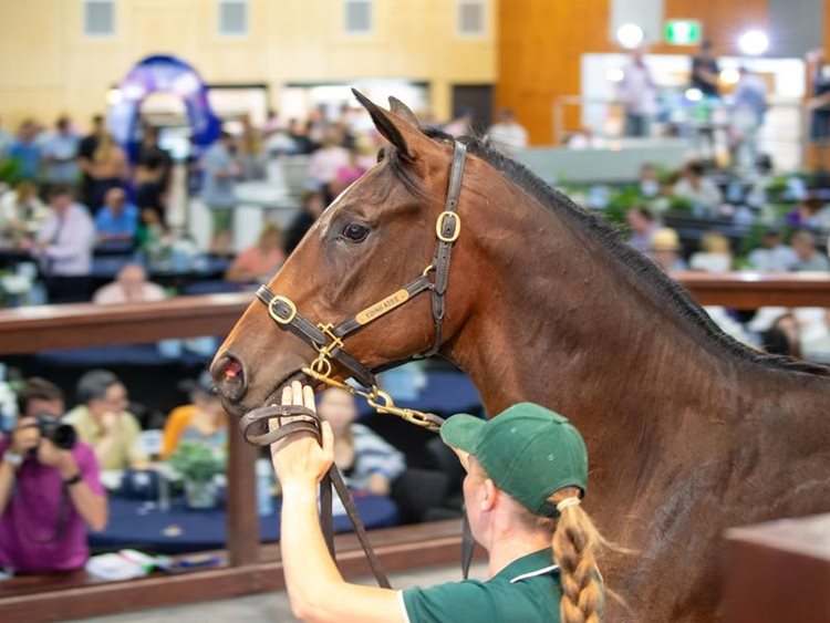 Practical Punting - Magic Millions Book One closes on a high